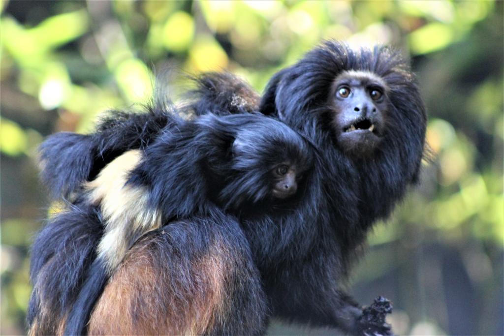 Zoológico comemora nascimento de dois filhotes de mico-leão preto